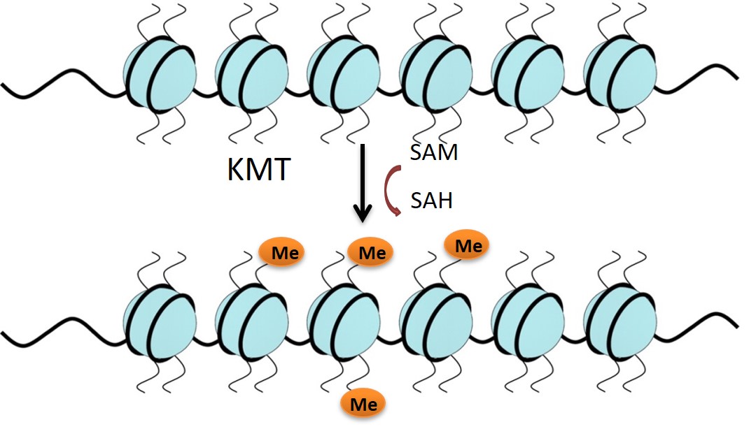 Lysine Methyltransferase KMT G9a | Drug Discovery | Domainex